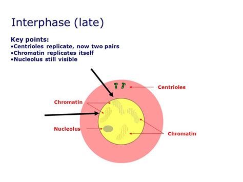 Interphase Early Key Points Ppt Video Online Download