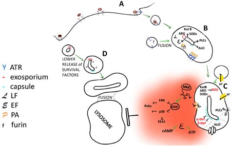 Life Cycle Of Bacillus Anthracis