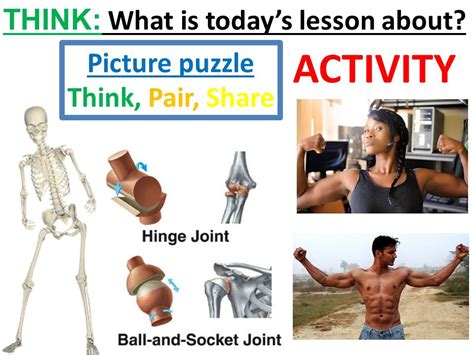 Skeleton Joints And Muscles Teaching Resources