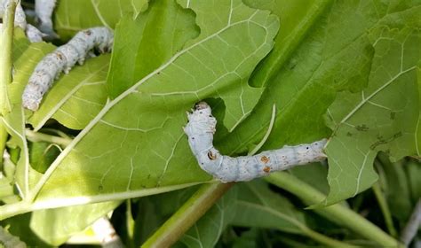 Transgenic Female Silkworms Produce Sperm Study Asian Scientist Magazine