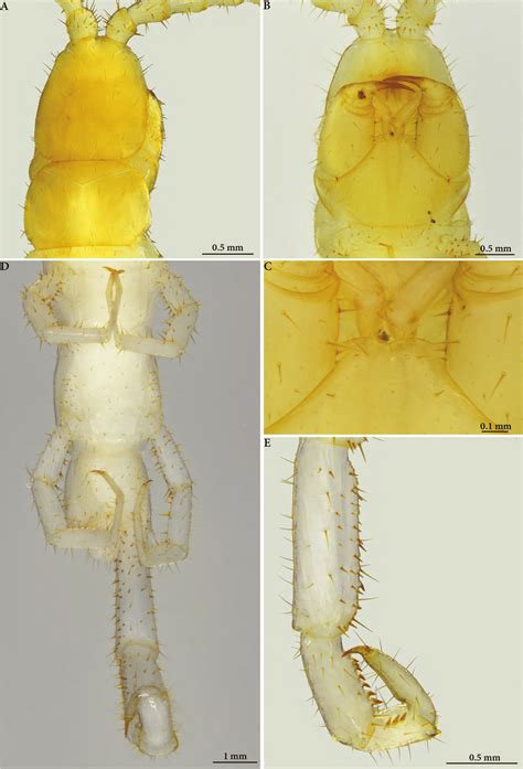 Cryptops Cryptops Legagus Sp Nov Paratype Nhmw 10150 A B Head And Download Scientific