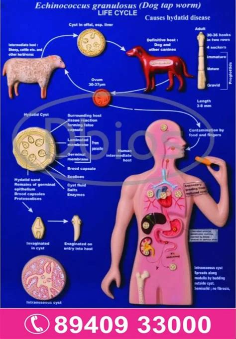 Plastic Parasitology Model Sf00001954 For Industrial At ₹ 13650piece