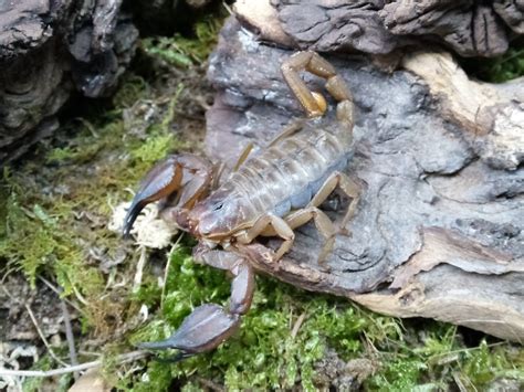 Flinders Ranges Scorpion — The Insectory