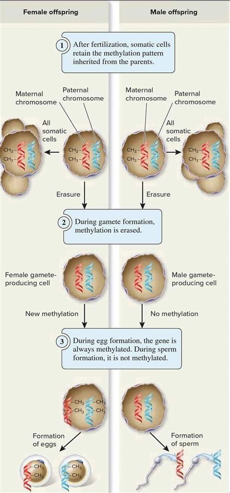 Hanaa Fayed On Linkedin Genomic Imprinting Via Dna Methylation‼️ The