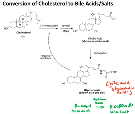 Bilirubin Metabolism Flashcards Quizlet