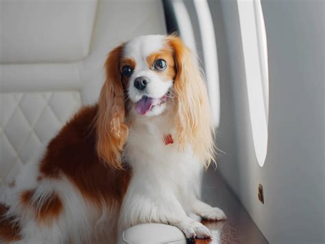 Candy Jets Leisure Travel