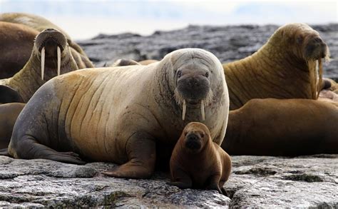 100 Free Walrus And Nature Images Pixabay