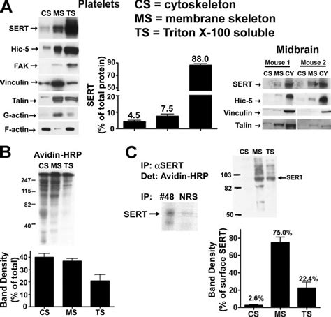 Subcellular Fractionation Of Platelets A Mouse Platelet And Midbrain Download Scientific