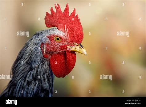 Cock Head Close Up Large Red Comb Well Visible Beak And Detailed Eyes