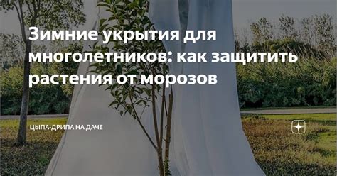 Зимние укрытия для многолетников: как защитить растения от морозов ...