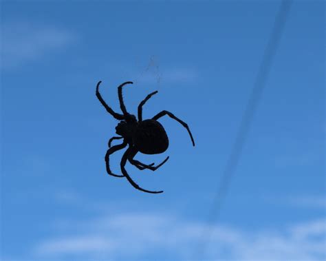 Spider Album On Imgur