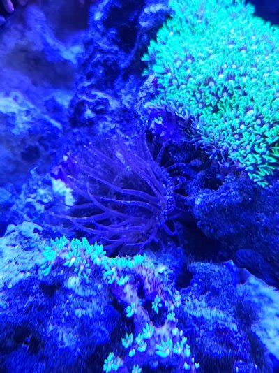 Nuisance Algae Reef2reef