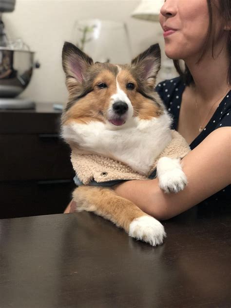 When Bambi Is Comfortable The Tongue Comes Out Ifttt2krcskq