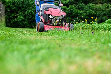 정원사는 여름날 정원에서 빨간 잔디 깎는 기계로 푸른 잔디를 깎습니다 0명에 대한 스톡 사진 및 기타 이미지 0명 가정용 장비 계절 Istock