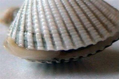 Encyclopedian Dictionary North Carolina Sea Shells Atlantic Auger Whats Inside The Shell