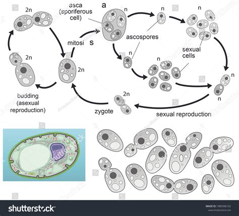 Diagram Of A Unicellular Fungi