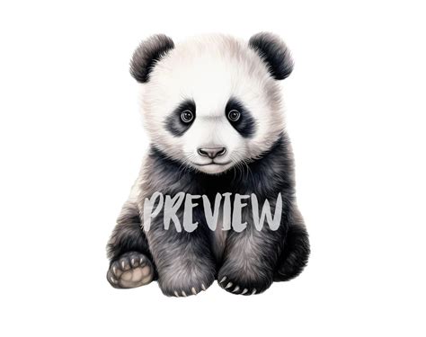 Watercolor Panda Bear Clipart Xy Element