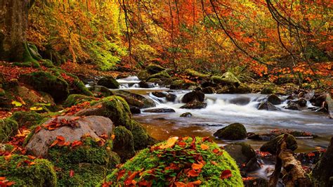 Fall Forest Wallpapers Top Free Fall Forest Backgrounds Wallpaperaccess