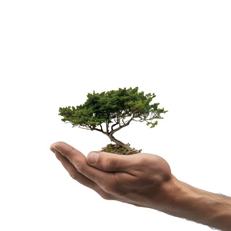 A Small Tree Holding A Human Hand On Transparent Background PNG