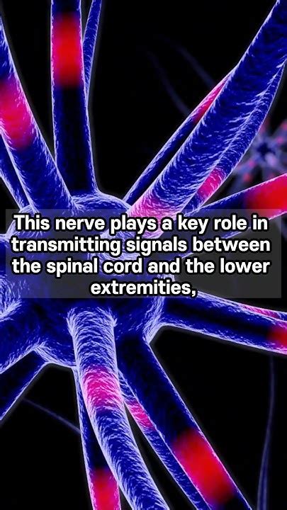 Human Body Facts Ep32 Youtube