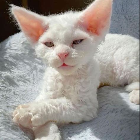 Pin by Carol Newstead on unusual cats | Cute animals, Devon rex cats ...