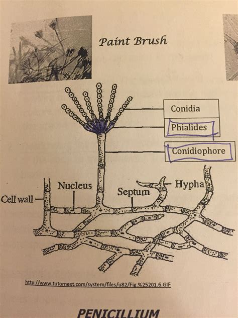 Diagrama De Penicillium
