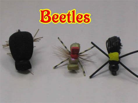 Beetle Fly Patterns Fly Fishing Tips And Tactics