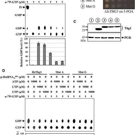Gtpase Activity Resides In The Adenylylation Site Of Human Thg1 A