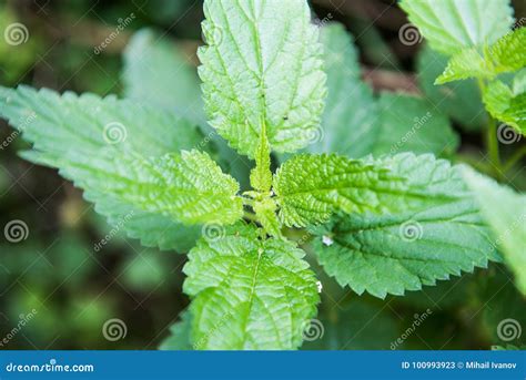 Common Nettle Stock Image Image Of Stinging Nettle 100993923