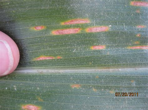 Corn Disease Detection Object Detection Model By Project