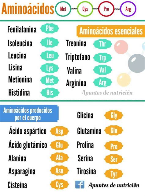 Aminoacidos Dibujo