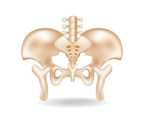 Flat 3d Isometric Concept Illustration Of Pelvic Bone Anatomy Cut