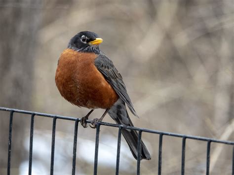 Why Do Robins Migrate At Ben Vincent Blog