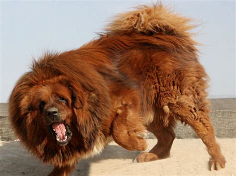 青狼獒 360百科