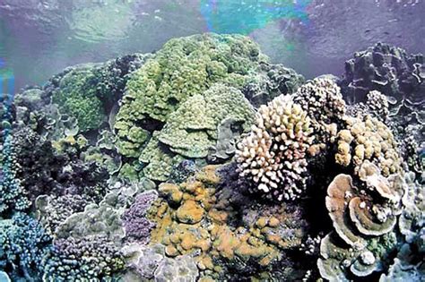 කොරල්පර විනාශ කළ 06කට වැඩ වරදී