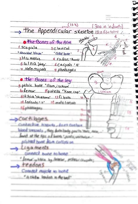 Solution The Appendicular Skeleton Tendons Ligaments Studypool