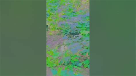 9 February 2025 Youtube