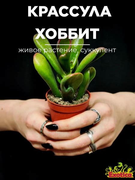 Крассула Хоббит Crassula Ovata Hobbit D5см купить на Ozon по низкой цене 1850629567