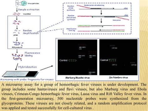 Dna Microarray Technique For Detection And Identification Of Virus Ppt