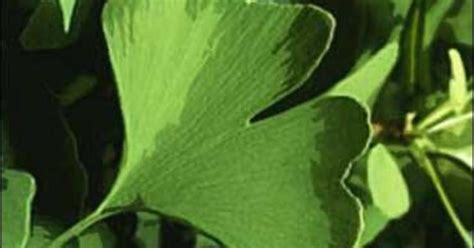 ginkgo biloba doesn t prevent dementia cbs news