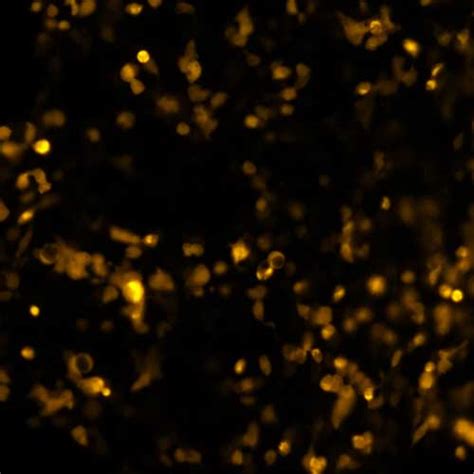 Pcmv3 C Ofpspark Control Vector C Terminal Ofpspark Tagged Sinobiological