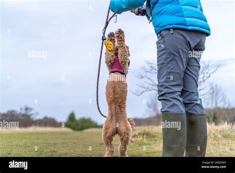Playful Cockerpoo Dog Standing On Hind Legs With Owner In Countryside