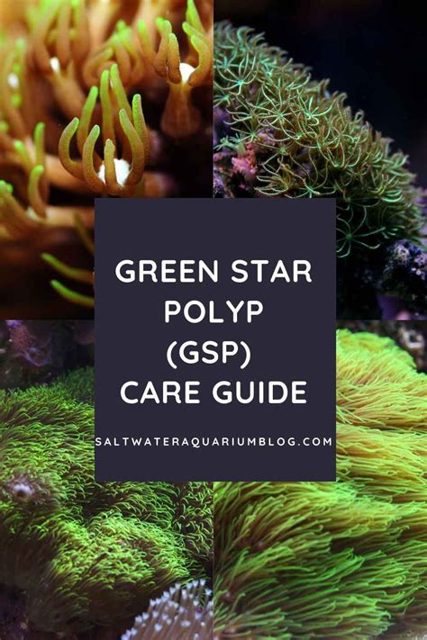 Green Star Polyps Soft Coral Care Guide For Reef Aquarium Artofit