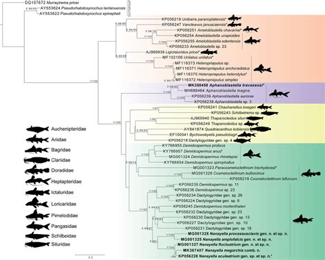 maximum likelihood phylogram based on partial sequences of the 28s rrna