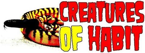 Breeders Of Amazing Black Headed Pythons On Queenslands Gold Coast