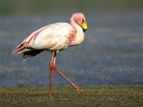 Jamess Flamingo Ebird