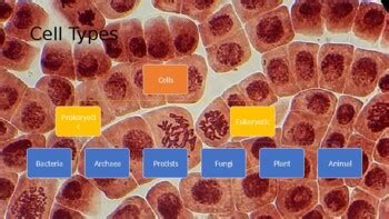 Exploring Cells PowerPoint By BrighterBio TPT