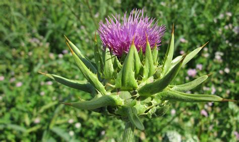 Prehrana Kod Ciroze Jetre I Ascitesa