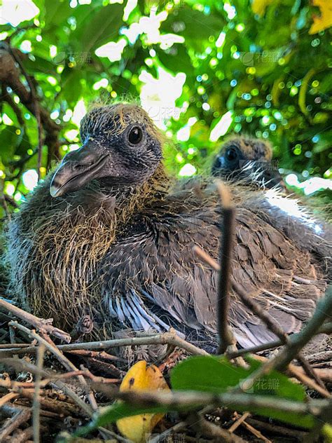 雏鸽栖息在鸟巢上