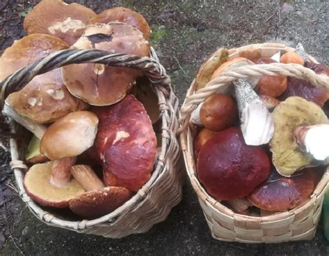 Как мариновать белые грибы